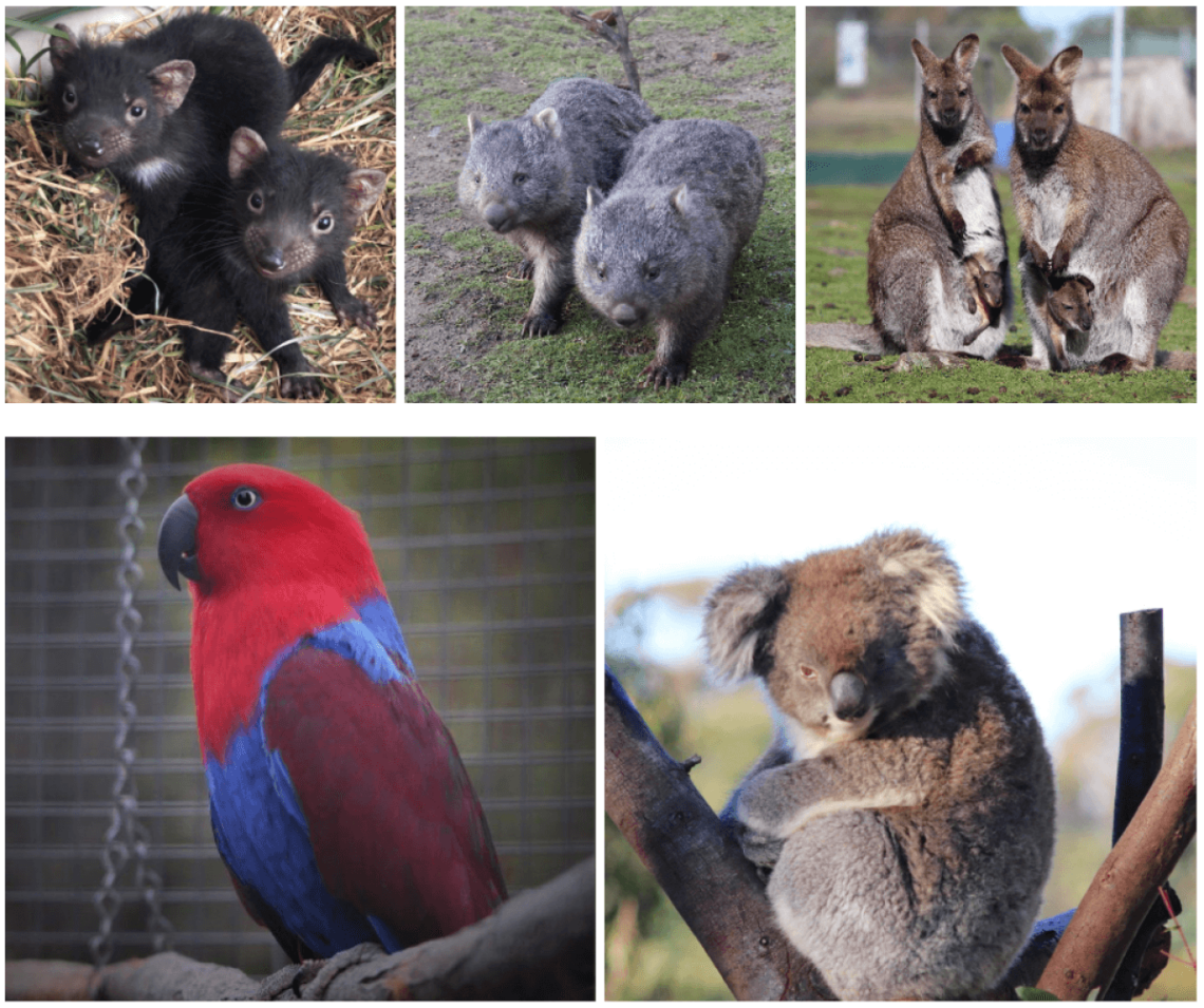 Tasmania Zoo - BIG4 Launceston Holiday Park